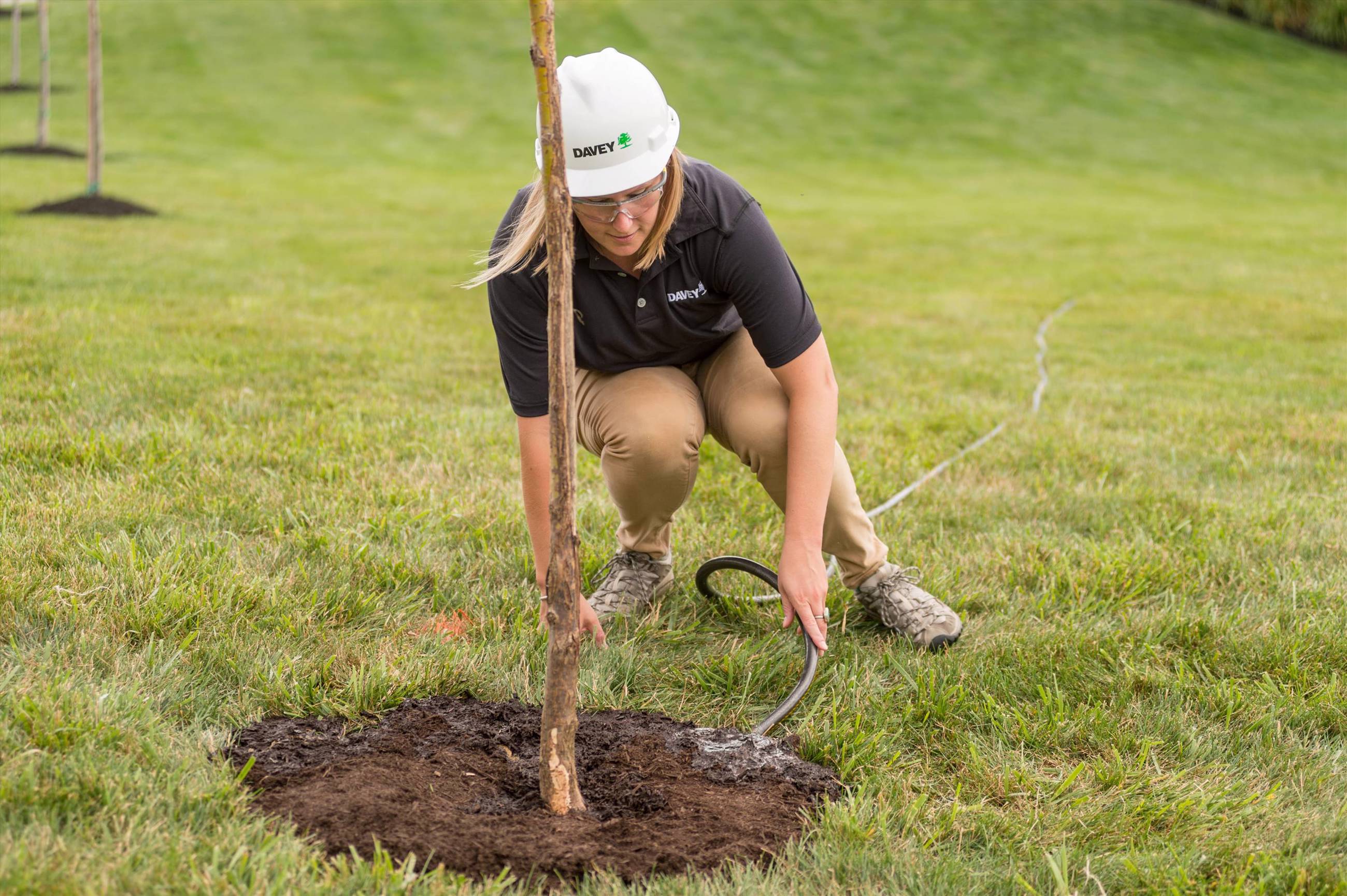 Tree Borers: How to Identify Tree Borers | Davey Tree