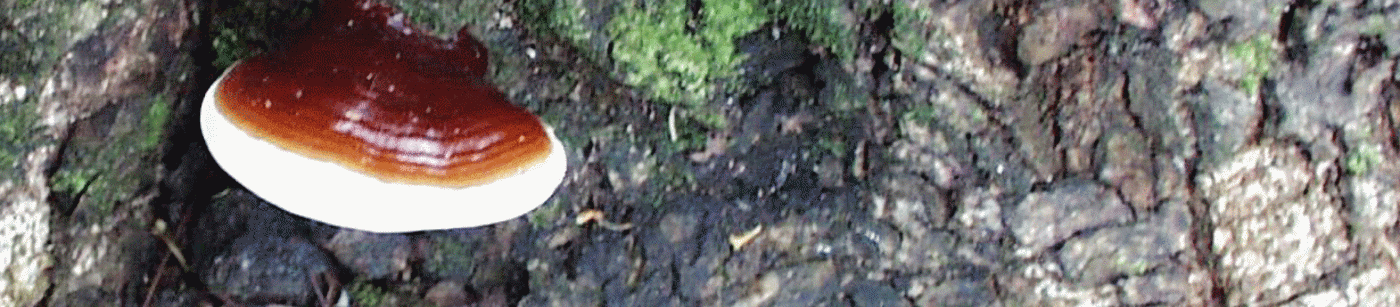 Ganoderma Butt Rot of Urban Trees | Davey Tree