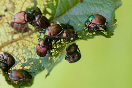 Bugs, Grubs, & Invaders – Oh My! The Ultimate Guide to Common Landscape ...