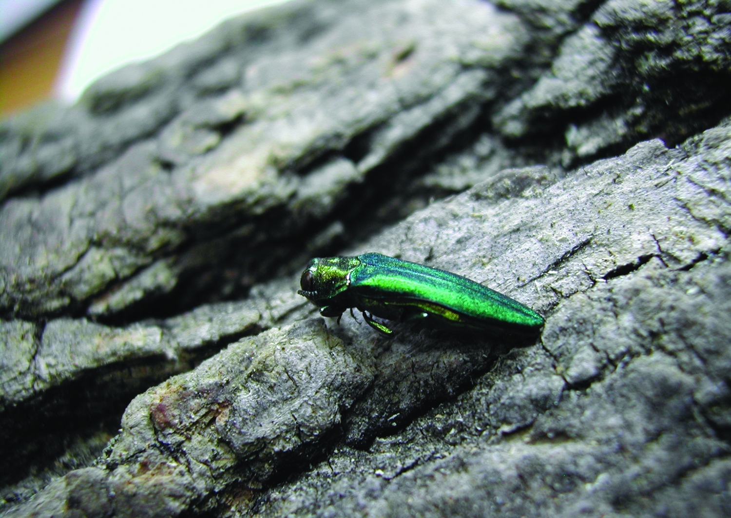 Green Ash Borer Control