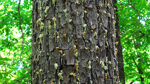Southern Pine Beetle: Damage & Control | Davey Tree