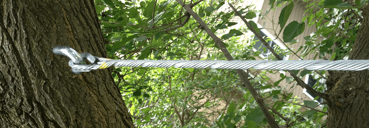 Tree Cabling & Bracing Service | Davey Tree