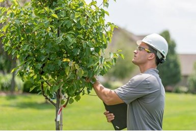 Tree Pests & Diseases Control & Treatment | Davey Tree