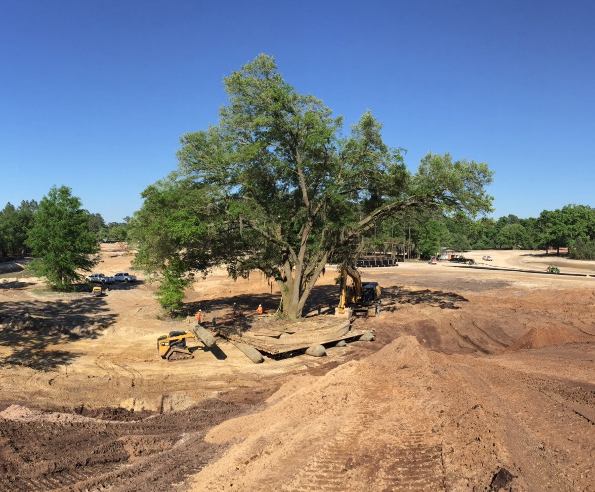 Commercial Large Tree Moving & Transplanting Services | Davey Tree