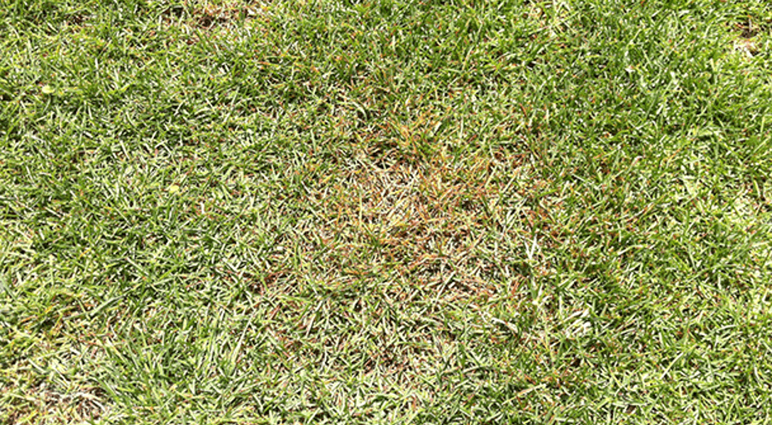 Rust Disease Davey Tree