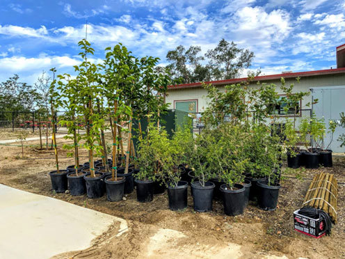 Tree Planting for San Diego Gas & Electric | Davey Tree