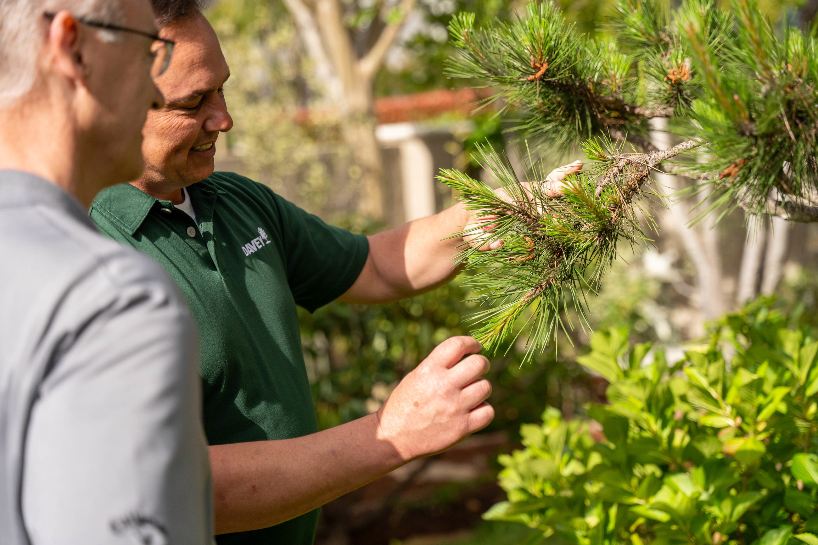 How To Treat & Remove Girdling Roots | Davey Tree