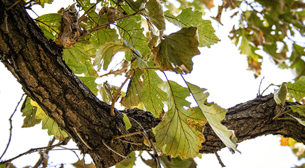 Bur Oak Blight Symptoms And Management Davey Tree