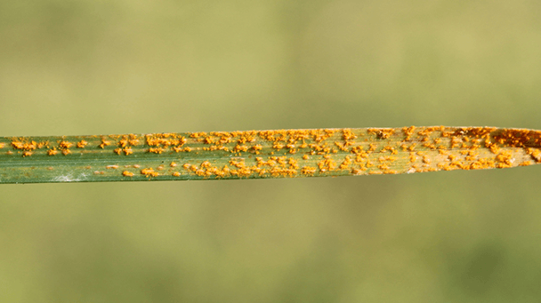 Rust Disease | Davey Tree