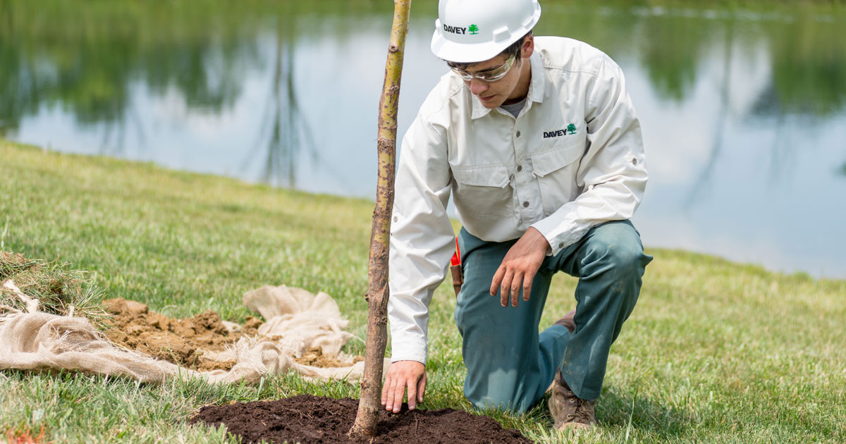 How To Properly Mulch Around A Tree Davey Tree
