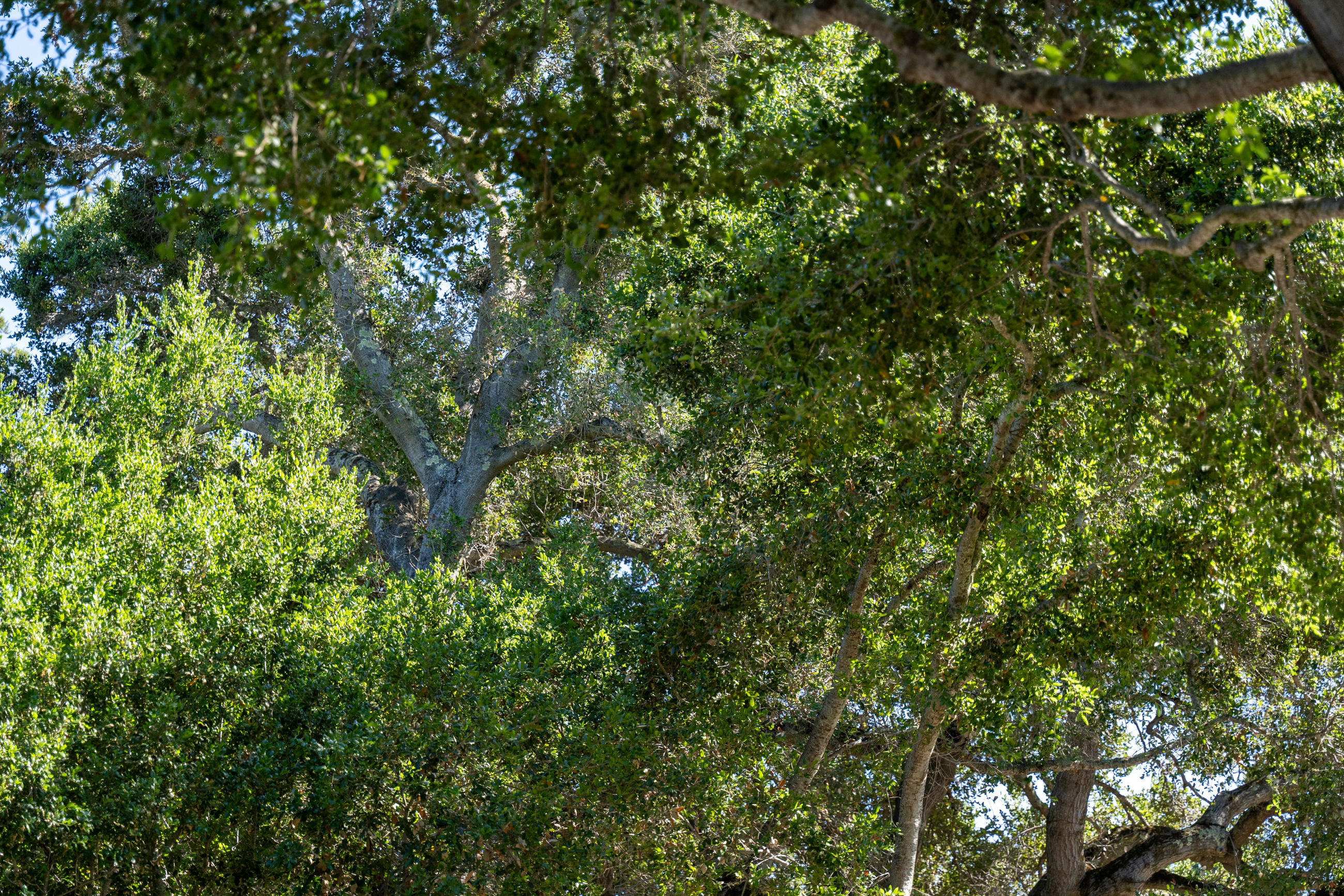 Davey Tree Services Near East Bay, California | Davey Tree