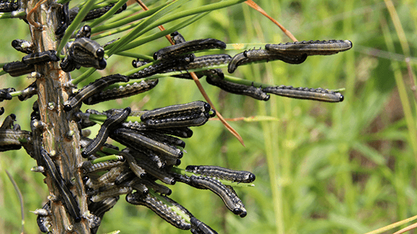 Pine Sawfly: Damage & Management | Davey Tree