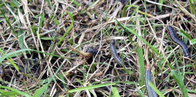 Brown Patch Lawn Disease Identify Control And Repair Davey Tree