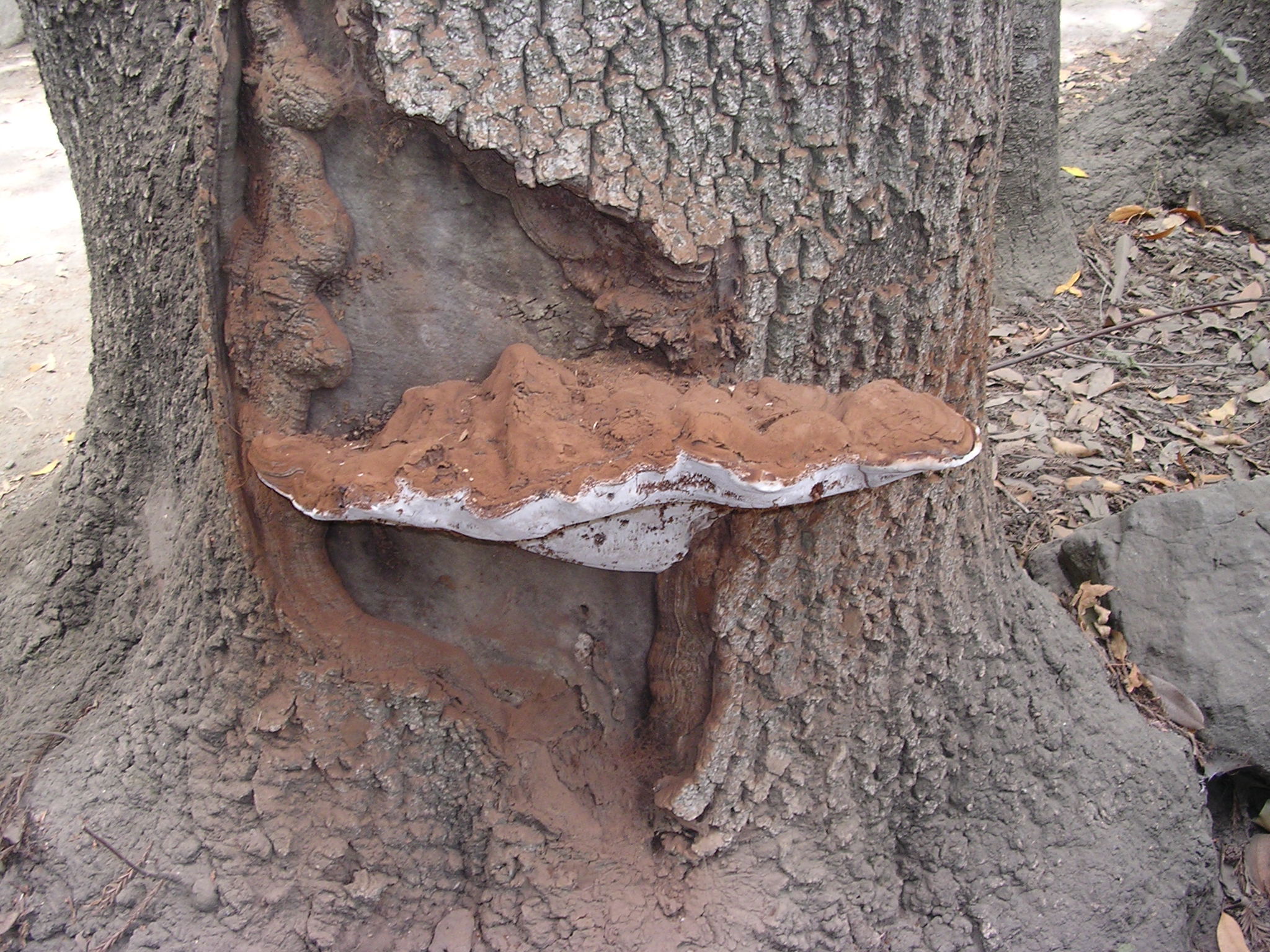 Artist’s Conk | Davey Tree