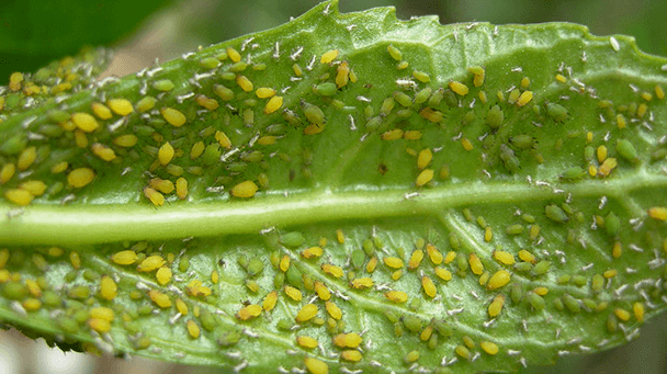 Aphids: How Identify & Control | Davey Tree
