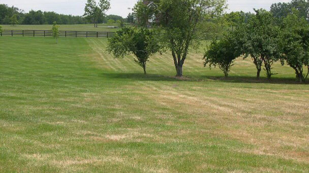 Fall Armyworm Caterpillar Damage, Life Cycle & Control | Davey Tree