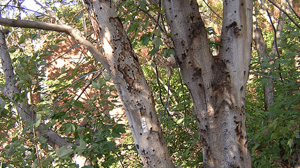 Tree Borers: How to Identify Tree Borers | Davey Tree
