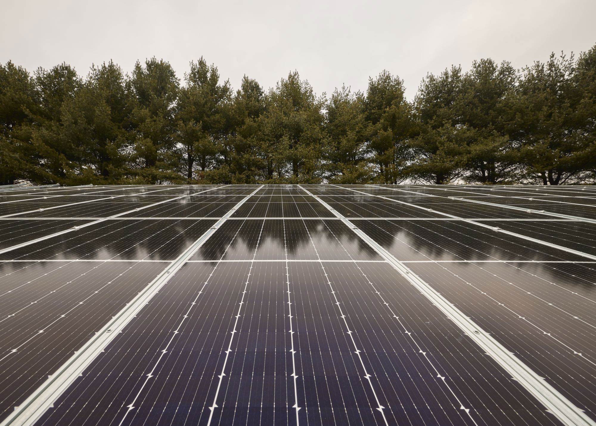 Tree Inventory Software for Urban Forestry | TreeKeeper® | Davey Tree