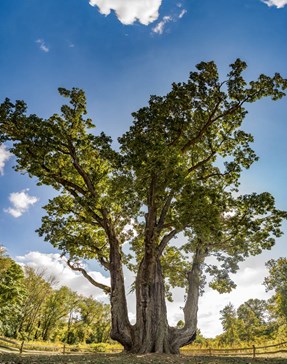 On Arbor Day, Akron’s 300-year-old Signal Tree stands tall | Davey Tree