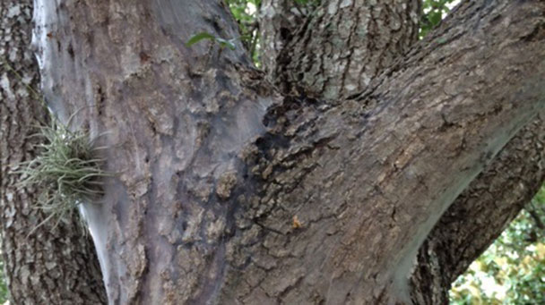 Bark Lice: Are Bark Lice Harmful | Davey Tree