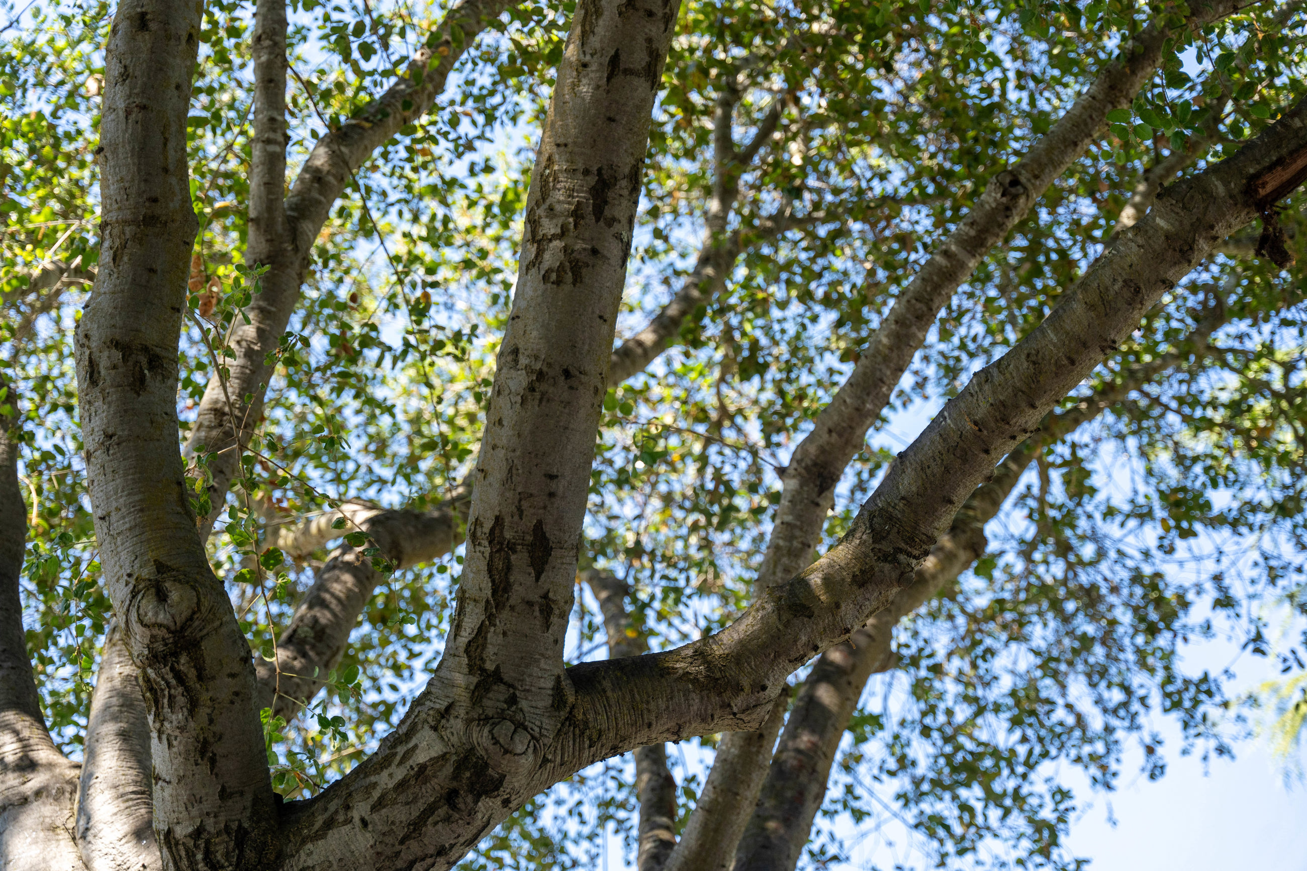 Davey Tree Services Near Sacramento, California | Davey Tree