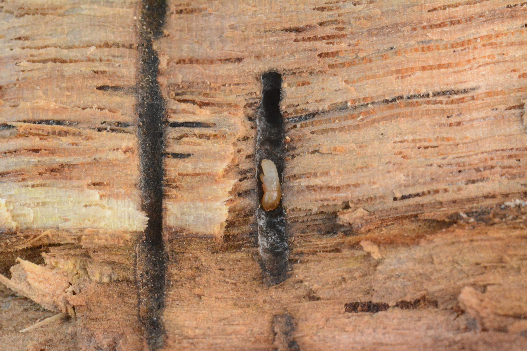 Mediterranean Oak Borer | Davey Tree