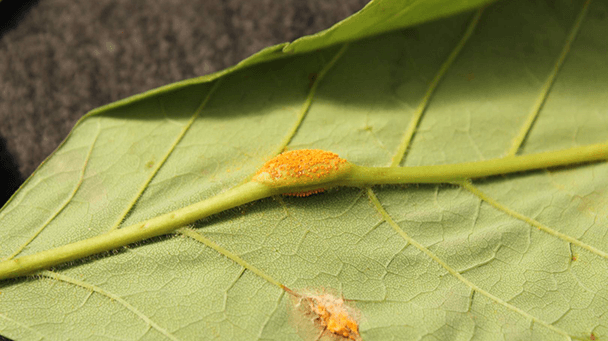 Ash Leaf Rust: What Are These Orange Spots on My Ash Tree Leaves ...