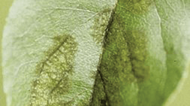 Apple Scab Signs & Symptoms | Davey Tree