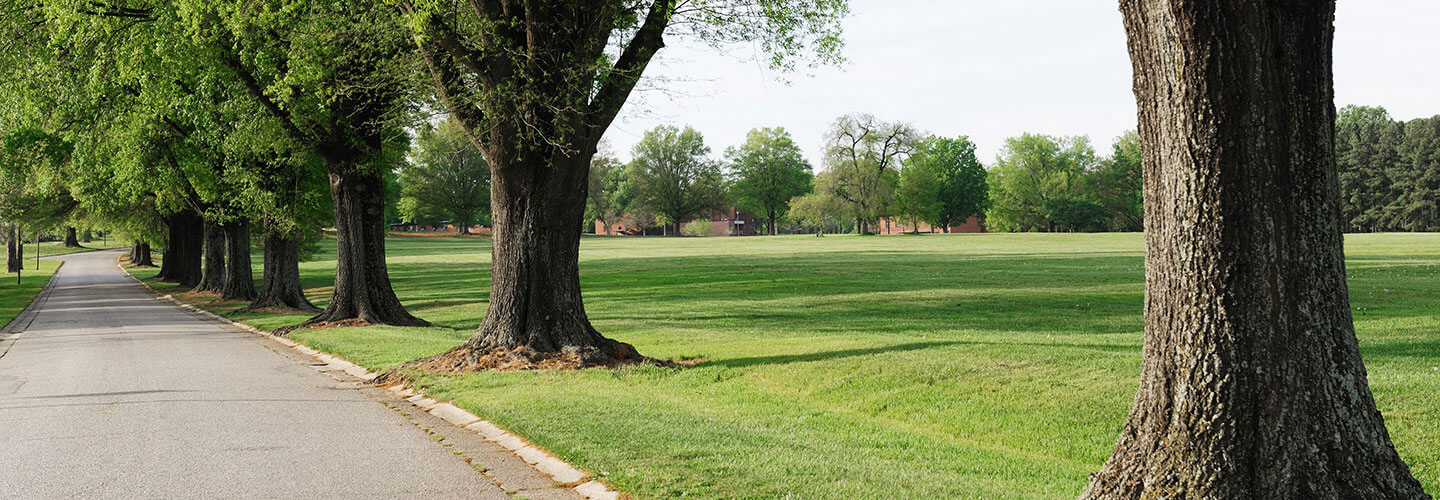 Urban Forestry Management Planning Davey Resource Group Davey Tree